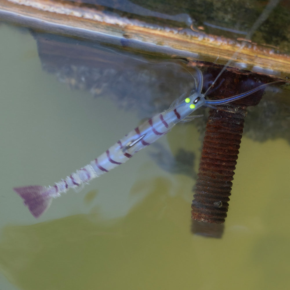 Got-cha Fishing Lures | Calcutta Outdoors